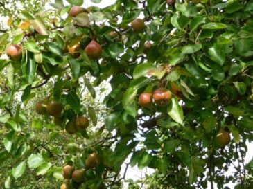 Red Fleshed Pears – National Perry Pear Centre
