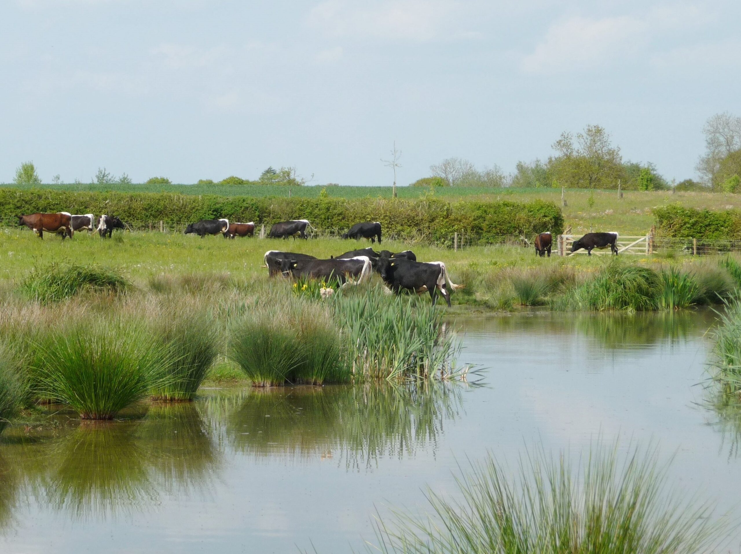 The Centre – National Perry Pear Centre